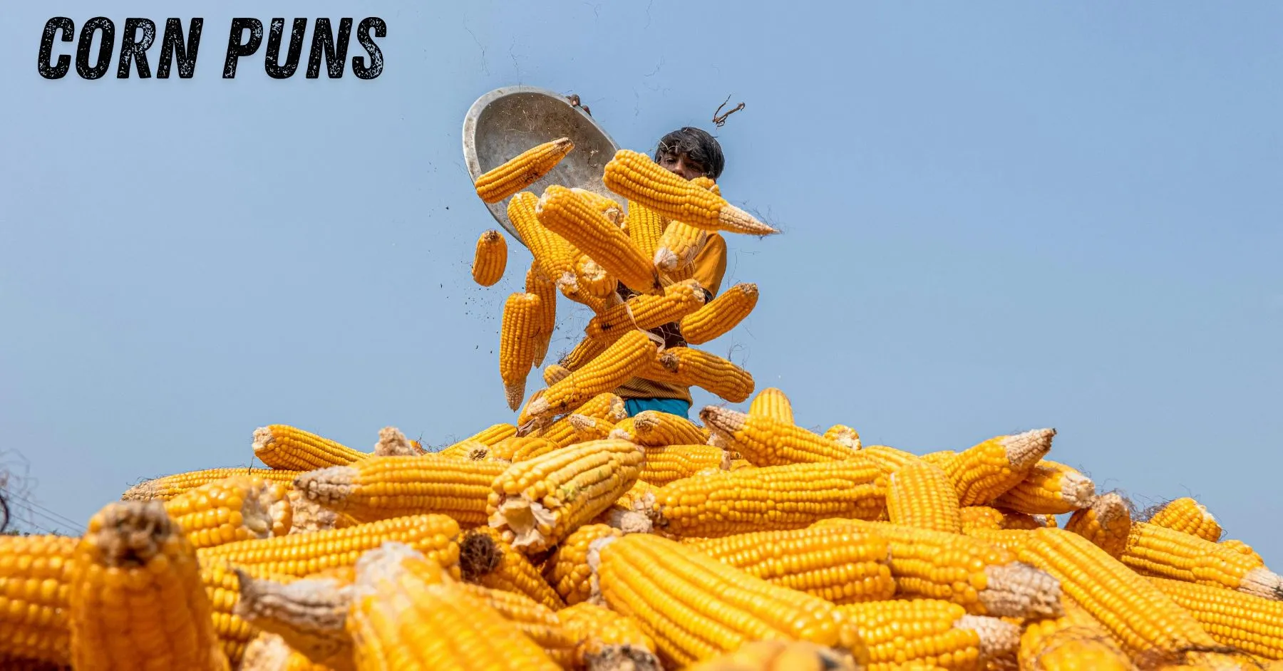855+Corn Puns That Prove Humor Grows in Every Field 🌽