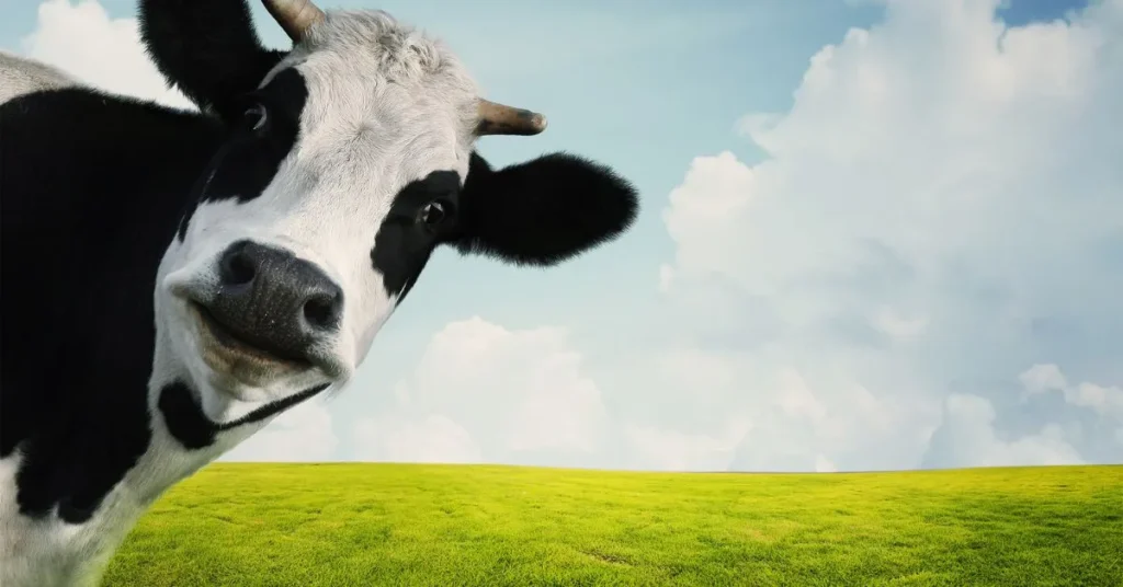 837+Cow Puns That Are Simply Moo-tastic – Laughs Till the End